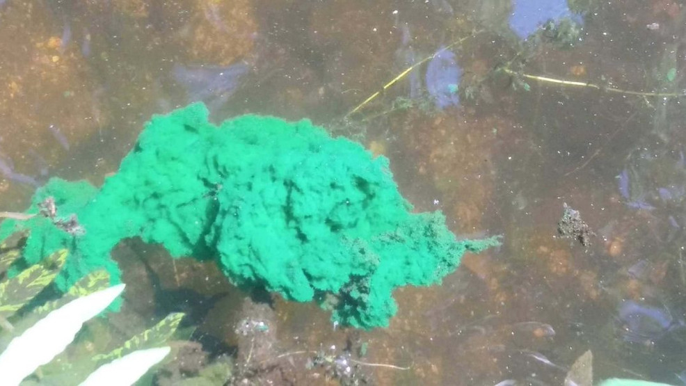 Dog feces help create toxic algae blooms in South Portland ponds | WGME