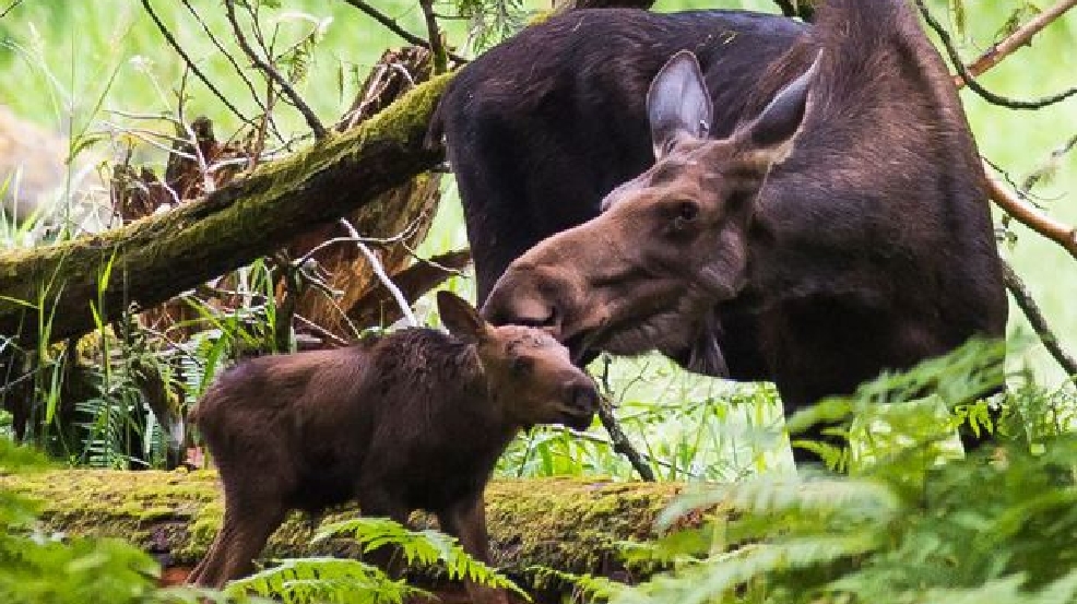 Meet Northwest Trek's newest resident: "Spruce the Moose" | KOMO