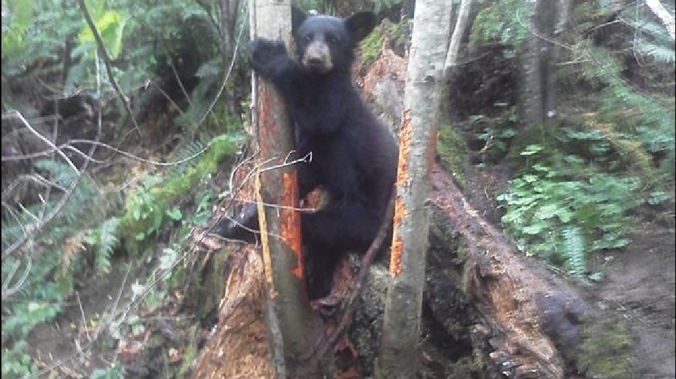 Wildlife agents rescue crying bear cub stuck in tree | KCBY