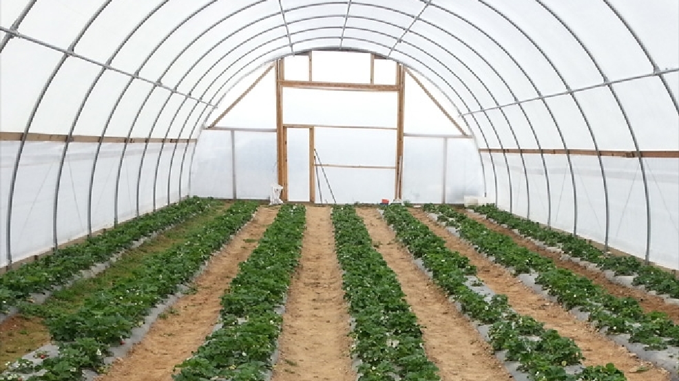 High tunnels give local farmers a way to grow longer | KOMO