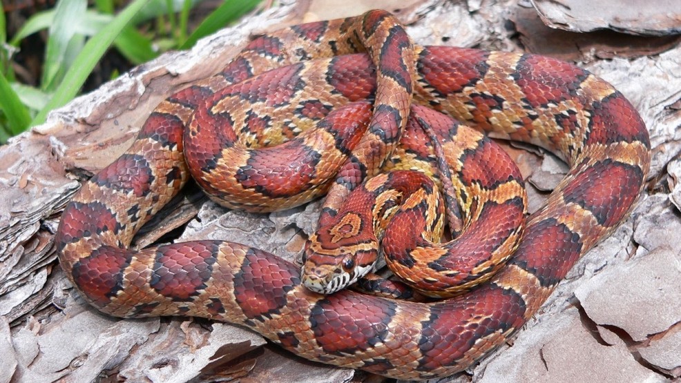 Georgia wildlife experts say spring marks the start of snake season | WGXA