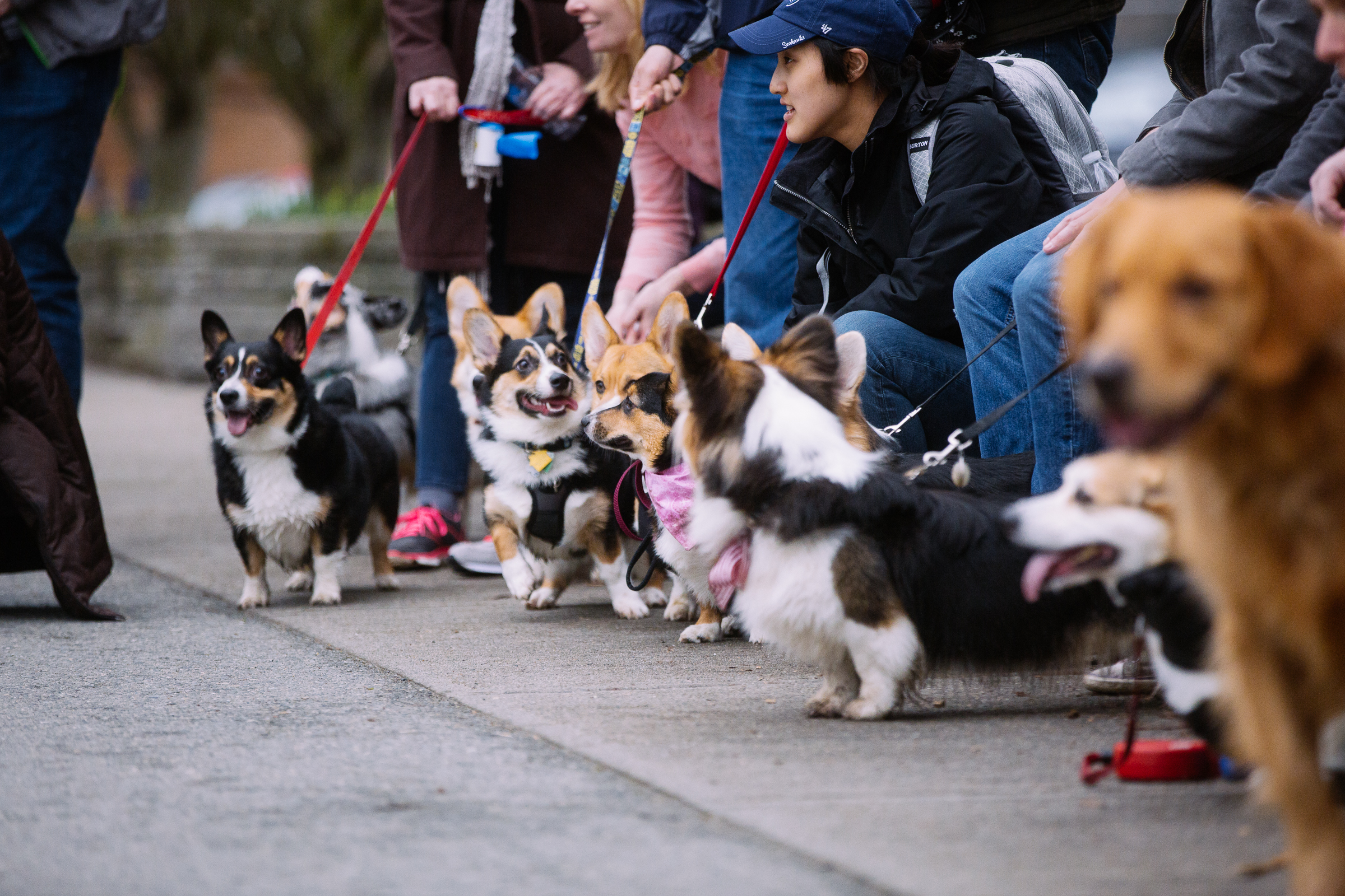 So many corgis at the Green Lake Corgi Walk | Seattle Refined