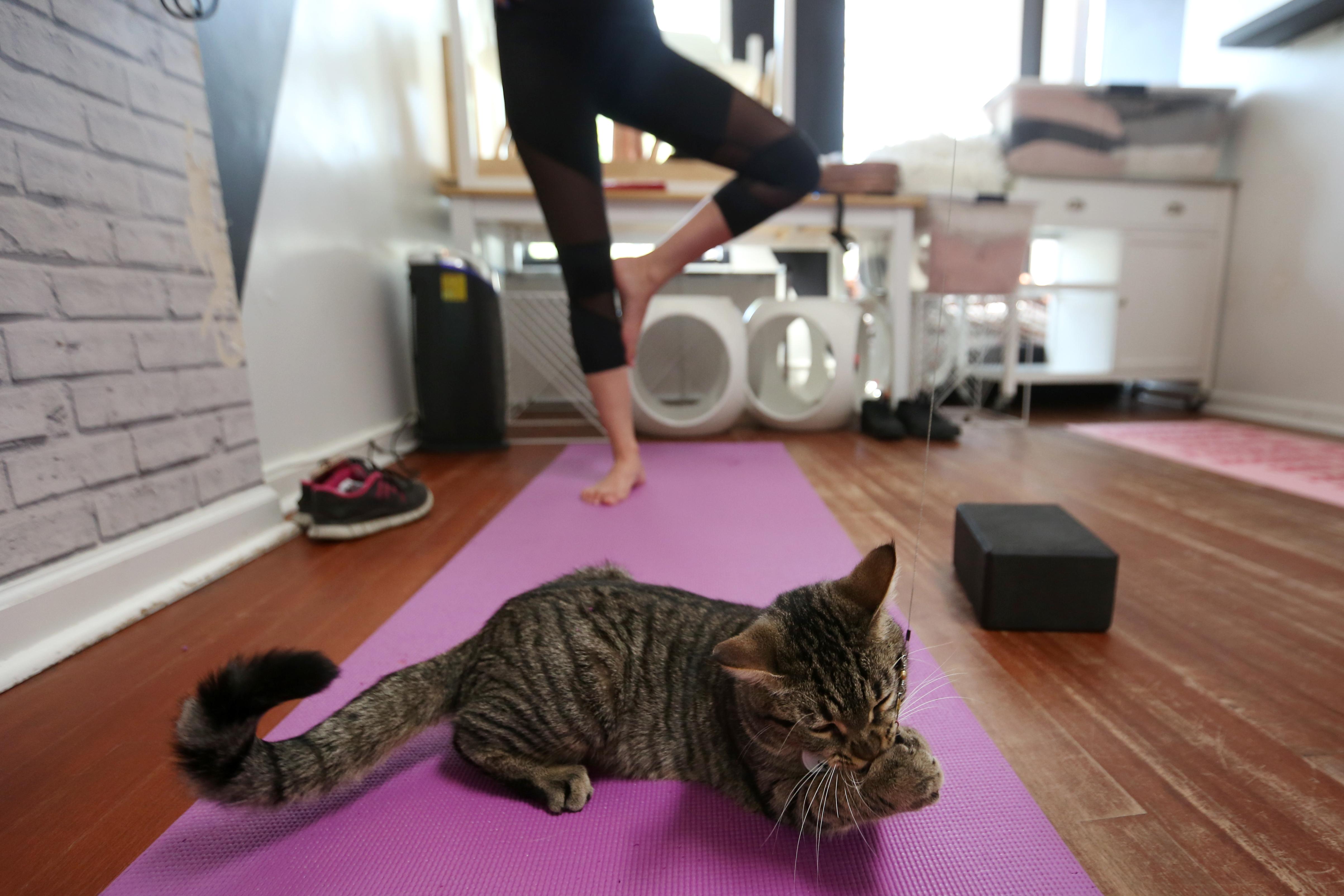 Kitten yoga is the purr-fect way to unwind | DC Refined