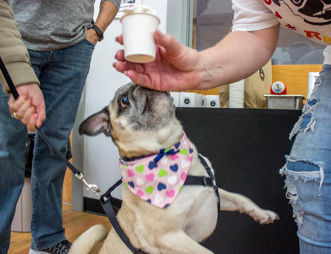 Photos: Curly tails and squished noses fill Pop-up Pug Café and Art ...