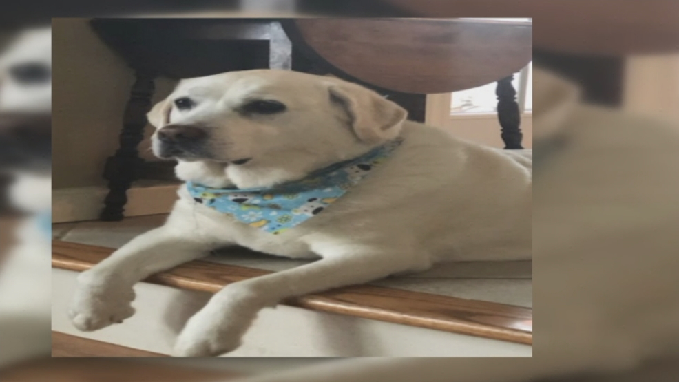 Coyote viciously attacks yellow Labrador in Portsmouth | WJAR