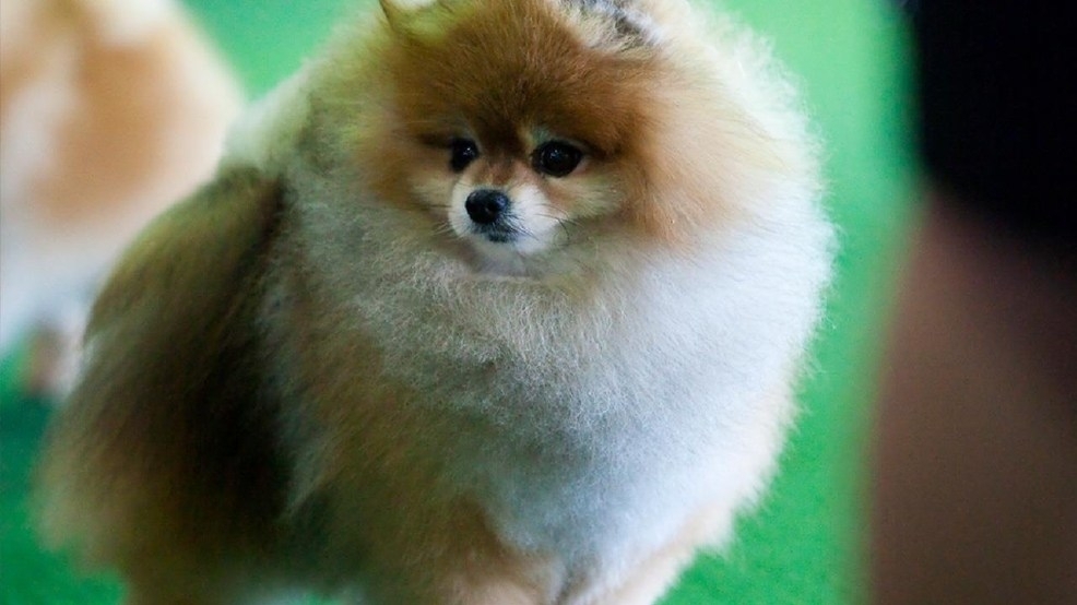 Beaten Pomeranian found with vicious note | KOKH