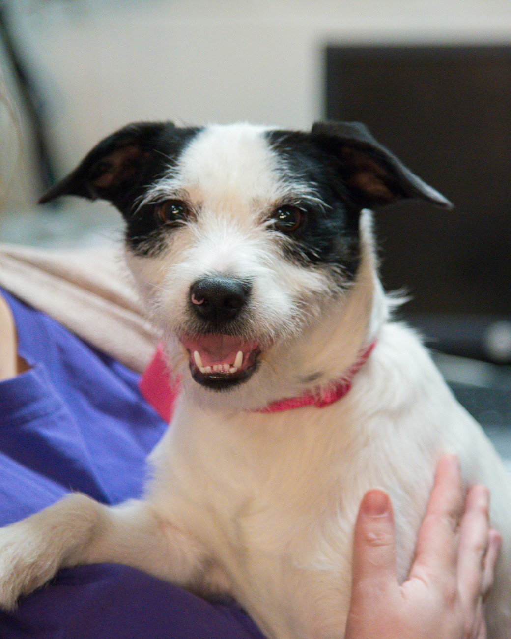 The SPCA Has Dogs & Cats That Want to Be Your Fur-Ever Friends ...