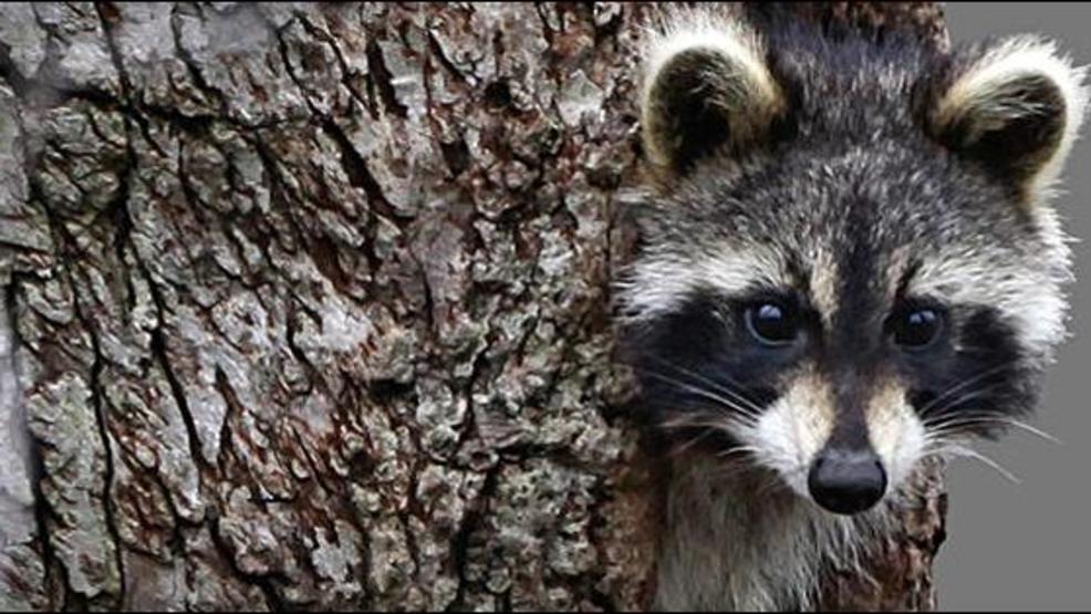 Judge to decide if raccoons deserve protection from cruelty | WHP