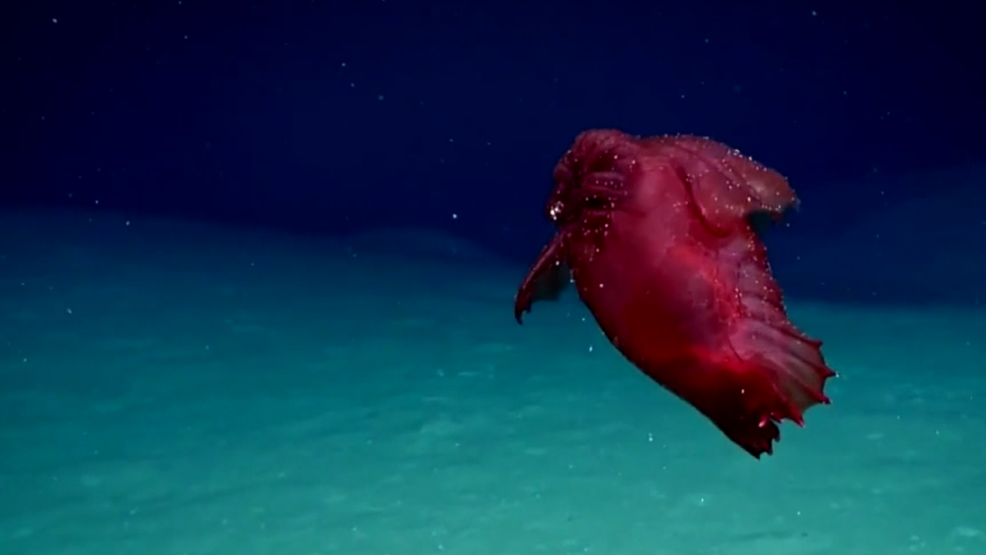 'Headless Chicken Monster' filmed for the first time | WKRC