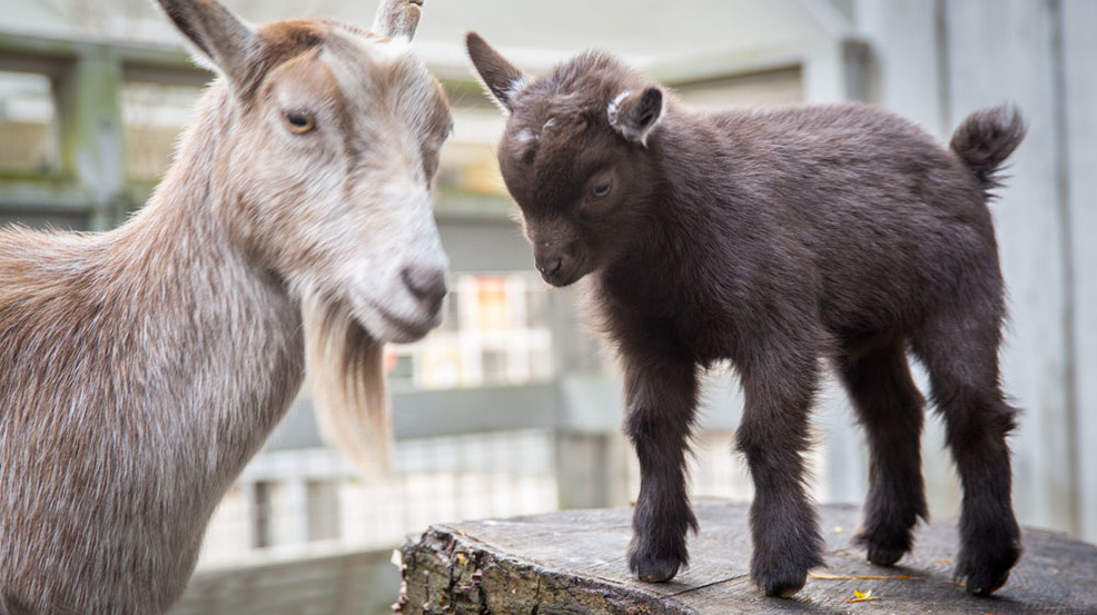 Oregon Zoo welcomes tiny goat with big name | KATU