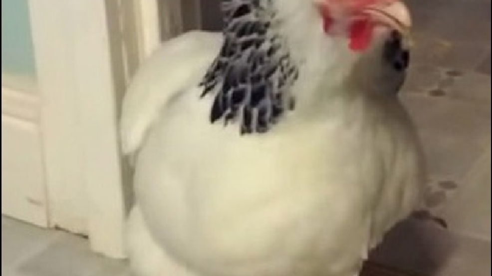 Every Wonder What A Sneezing Chicken Sounds Like? | KOMO