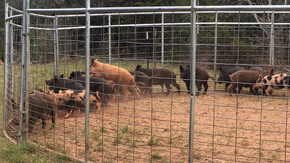 Feral hogs taking over The Big Country | KTXS
