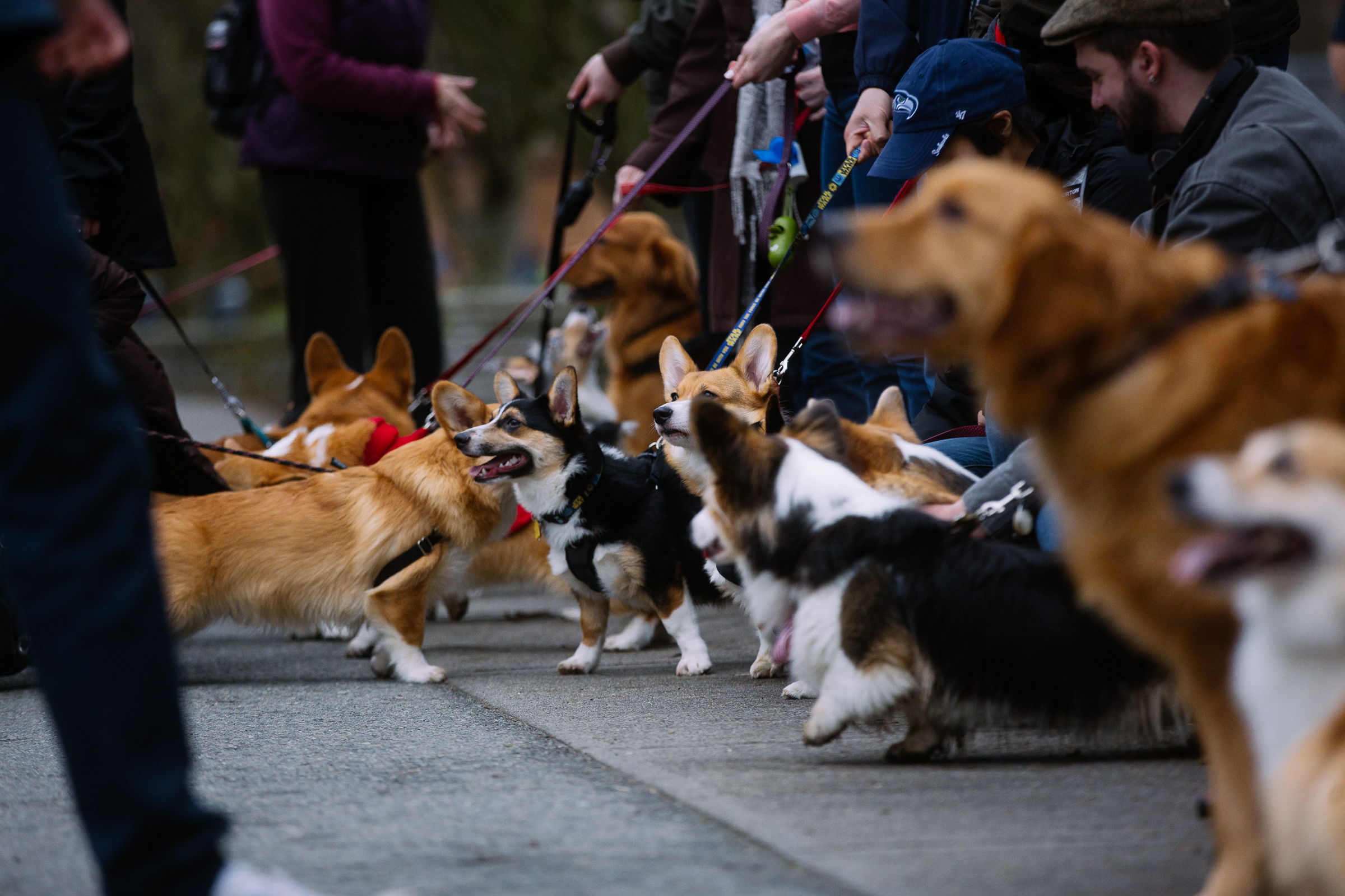 So many corgis at the Green Lake Corgi Walk | Seattle Refined