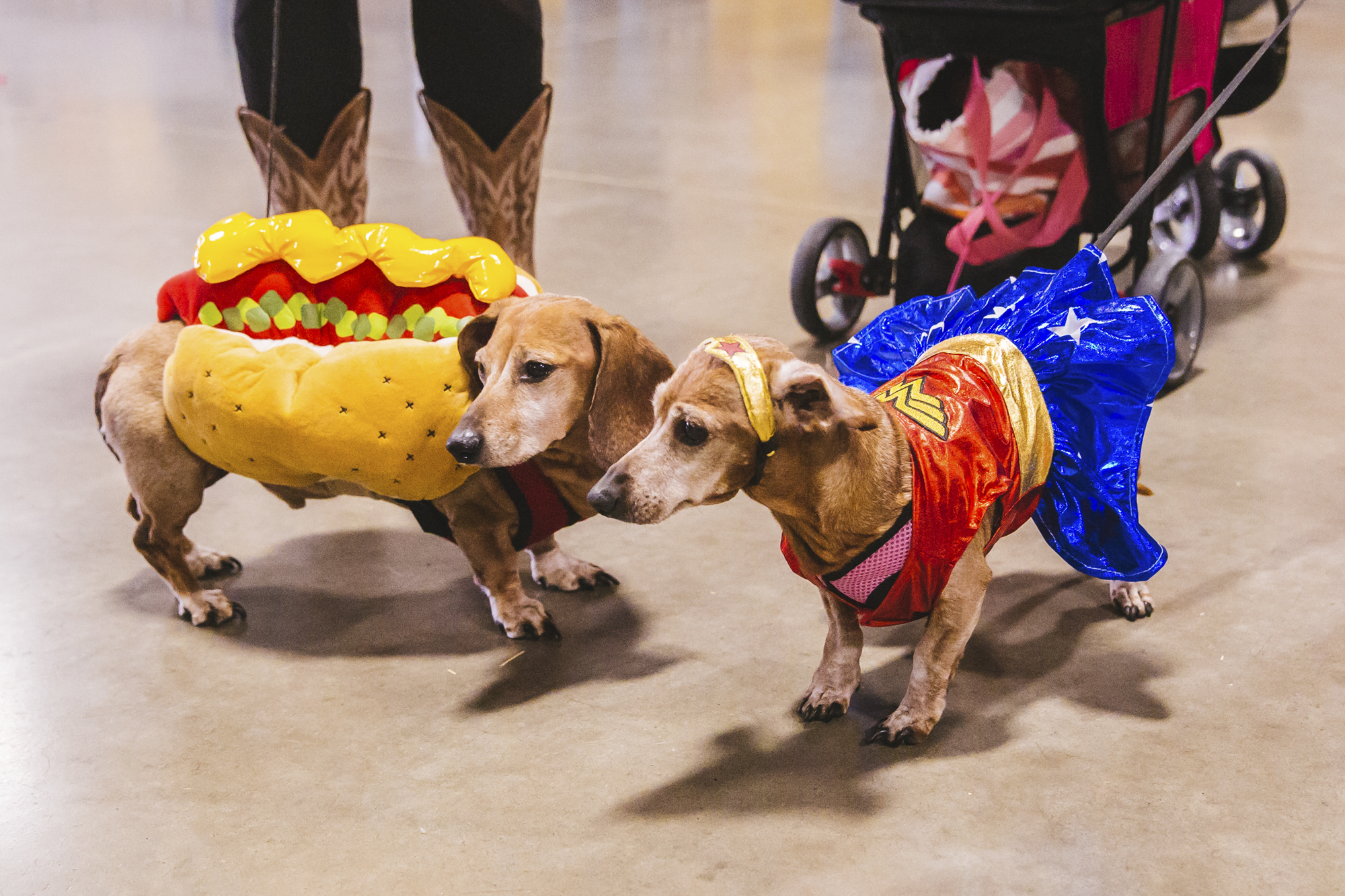 Photos: Wiener dogs steal the show at Oktoberfest Northwest | Seattle ...