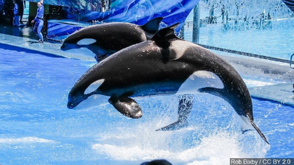 SeaWorld to stop breeding orcas and making them perform tricks | WEAR