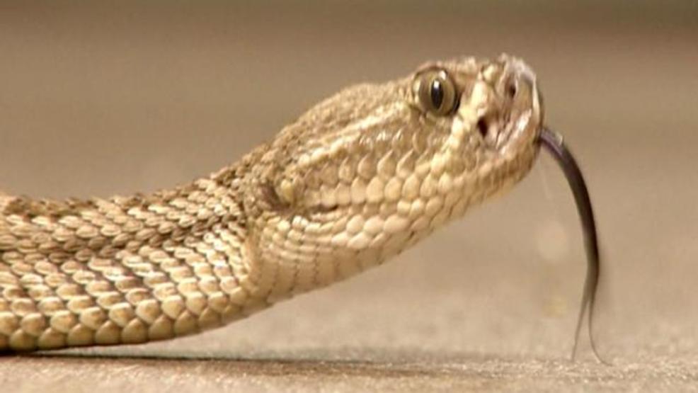 Fighting cancer with snake venom | WOAI